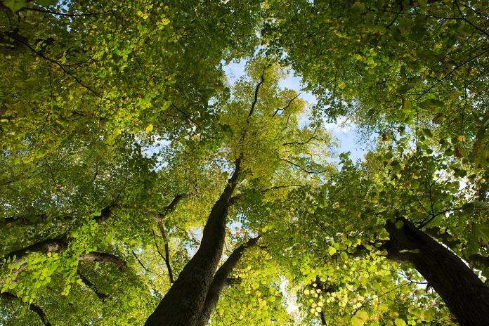 Identifier les arbres remarquables pour les protéger dans le Plan Local ...
